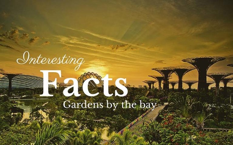 Interesting Facts about Gardens by the Bay that will Blow your Mind