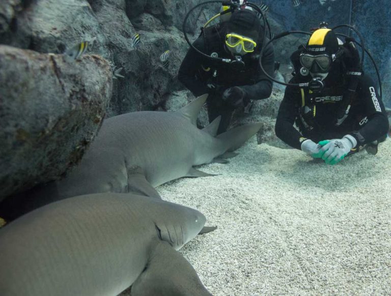 Adventures You Can Enjoy At Sentosa Island - Rayna Tours Blog